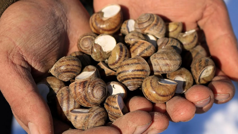 იტალიაში სამ ტონამდე ქართული ლოკოკინას პირველი პარტია გაიგზავნა