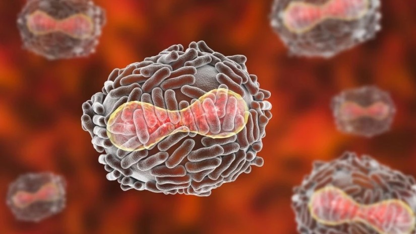 ჯანმო: „მაიმუნის ყვავილი“ ახალი COVID-19 არ არის