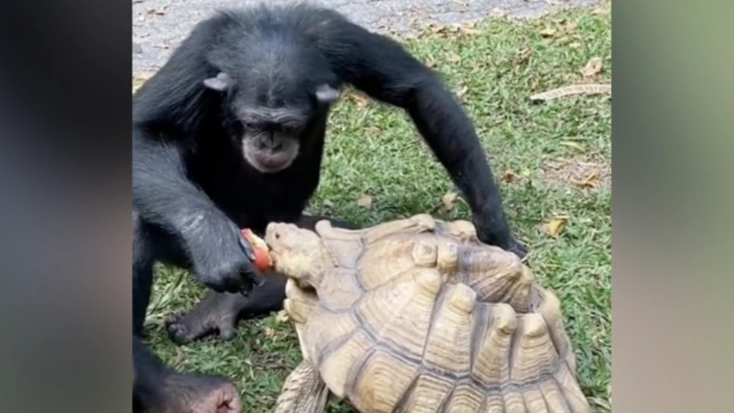 VIDEO: მაიმუნი კუს აჭმევს