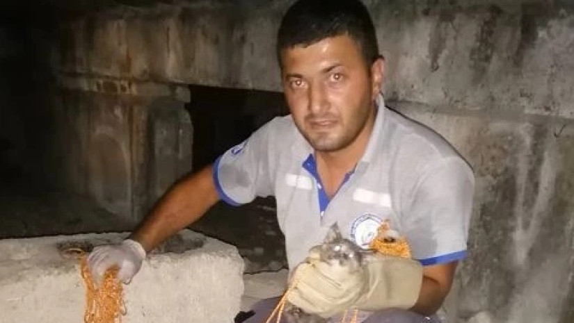 მაშველებმა ვარკეთილში კნუტები გადაარჩინეს