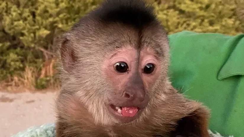 კალიფორნიელმა მაიმუნმა 911-ში დარეკა