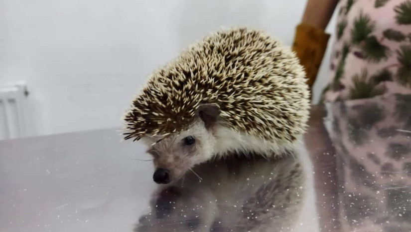 ზღარბი, რომელსაც თავისივე ეკალი შეერჭო - ფოტოები