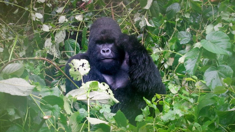 ბოლო 50 წელში მსოფლიოში გარეული ცხოველების რაოდენობა 69%-ით შემცირდა ...