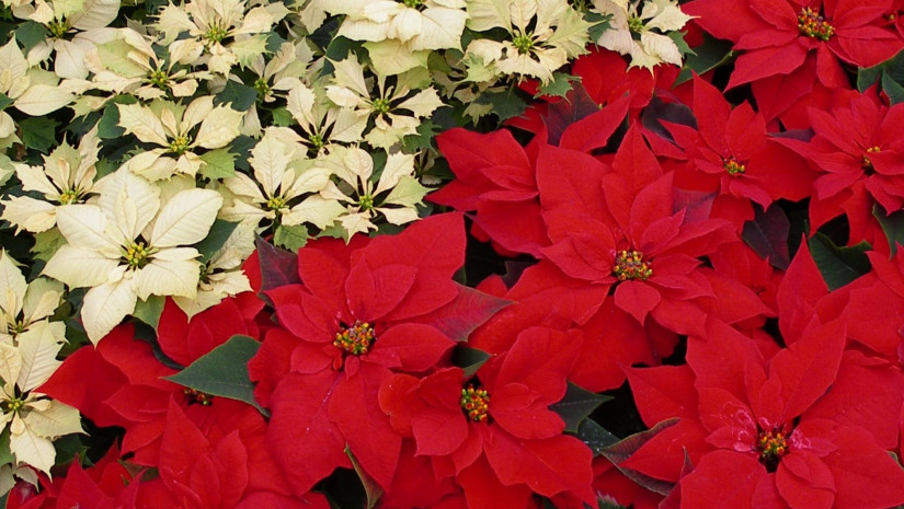 „შობის ვარსკვლავი“ - როგორ ვახაროთ ეს ულამაზესი მცენარე