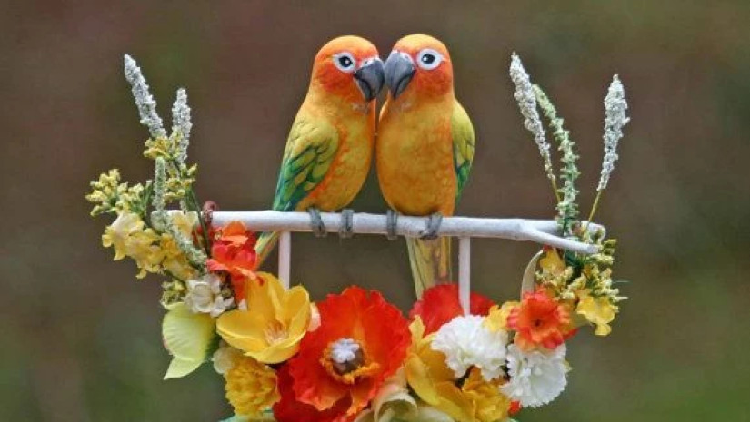 ინდოეთში თუთიყუშებს ქორწილი გადაუხადეს