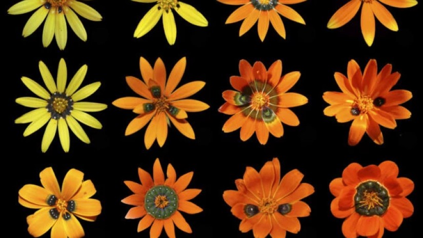 ეს საოცარი ყვავილი მწერების მისაზიდად ყალბ ბუზებს წარმოქმნის ...