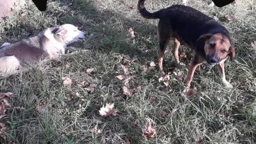 „მპოვნელი დასაჩუქრდება 1 000 ლარით! დარწმუნებული ვარ, ცოცხლები არიან ...