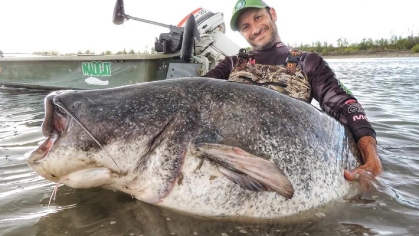 იტალიელმა მეთევზემ მსოფლიოში ყველაზე დიდი, 2,85 მეტრი სიგრძის ლოქო დაიჭირა