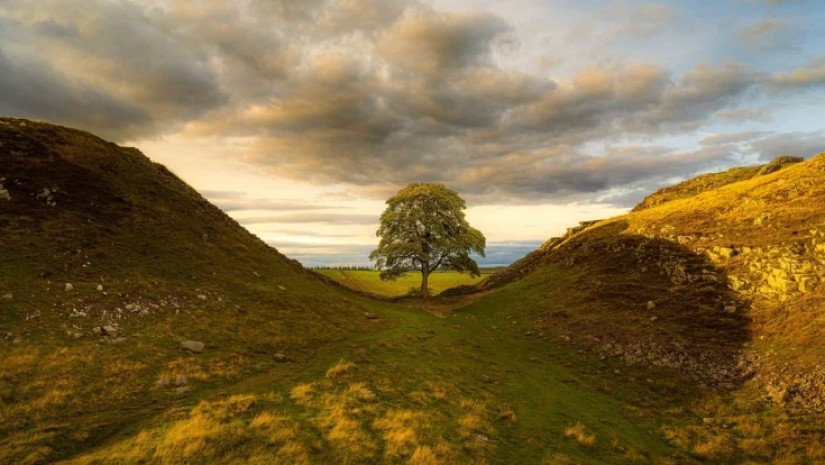 ბრიტანელებს ერთ-ერთი ყველაზე საყვარელი და ცნობილი „რობინ ჰუდის ხე“ მოუჭრეს