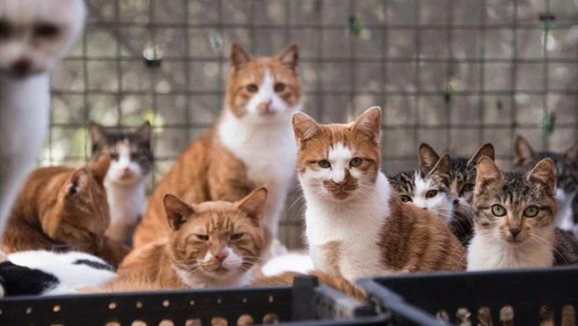 ჩინეთში პოლიციამ 1000-ზე მეტი კატა დაკვლას გადაარჩინა