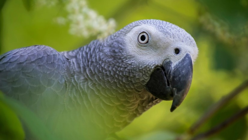 დაკარგული თუთიყუში სახლში 4 წლის შემდეგ დაბრუნდა - ინგლისურთან ერთად ...