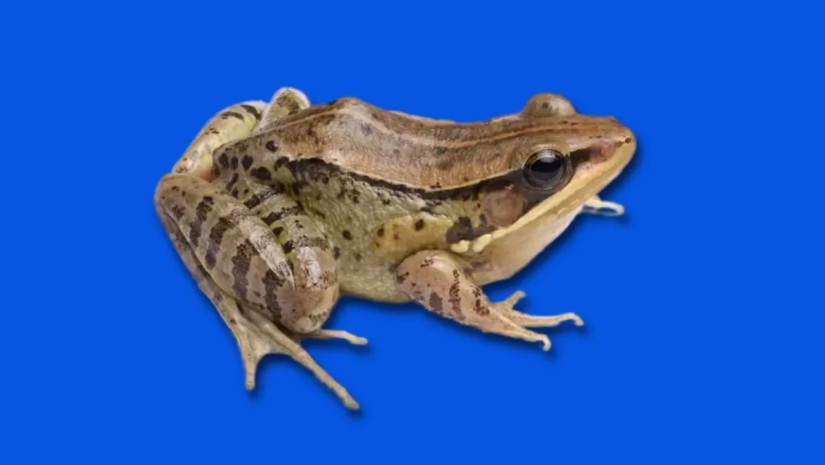 აღმოაჩინეს ბაყაყის ახალი სახეობა, რომელიც იხვის ხმას გამოსცემს