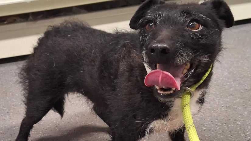 ინგლისში დაკარგული ძაღლი პატრონმა 7 წლის შემდეგ იპოვა