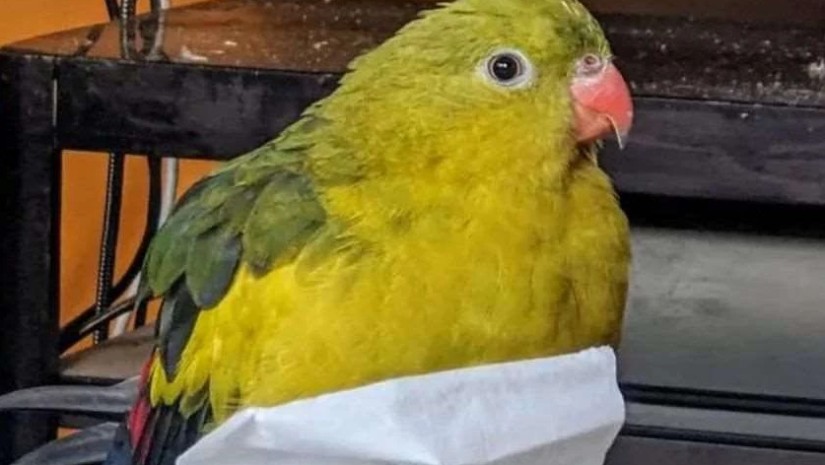 შოტლანდიაში დაკარგული თუთიყუში სახლიდან 8 კილომეტრში, სამშობიაროში ...