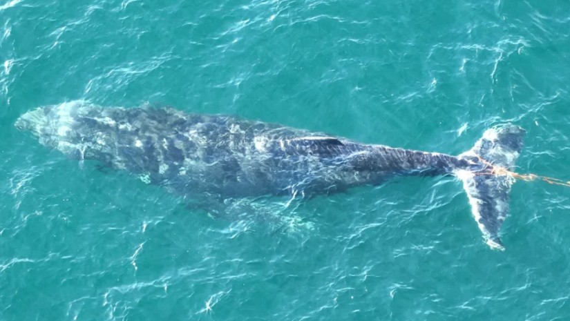 13-მეტრიანი ვეშაპის გადასარჩენ რამდენიმე დღიან სამაშველო ოპერაციას ...